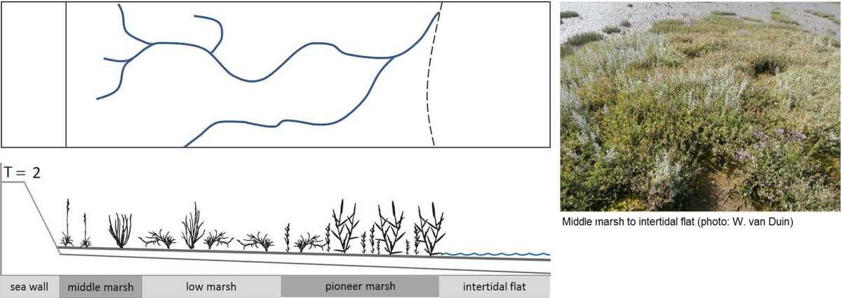 Salt marshes | Wadden Sea Quality Status Report